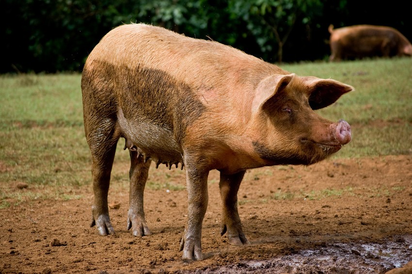 Varkens fokken - ZooEasy